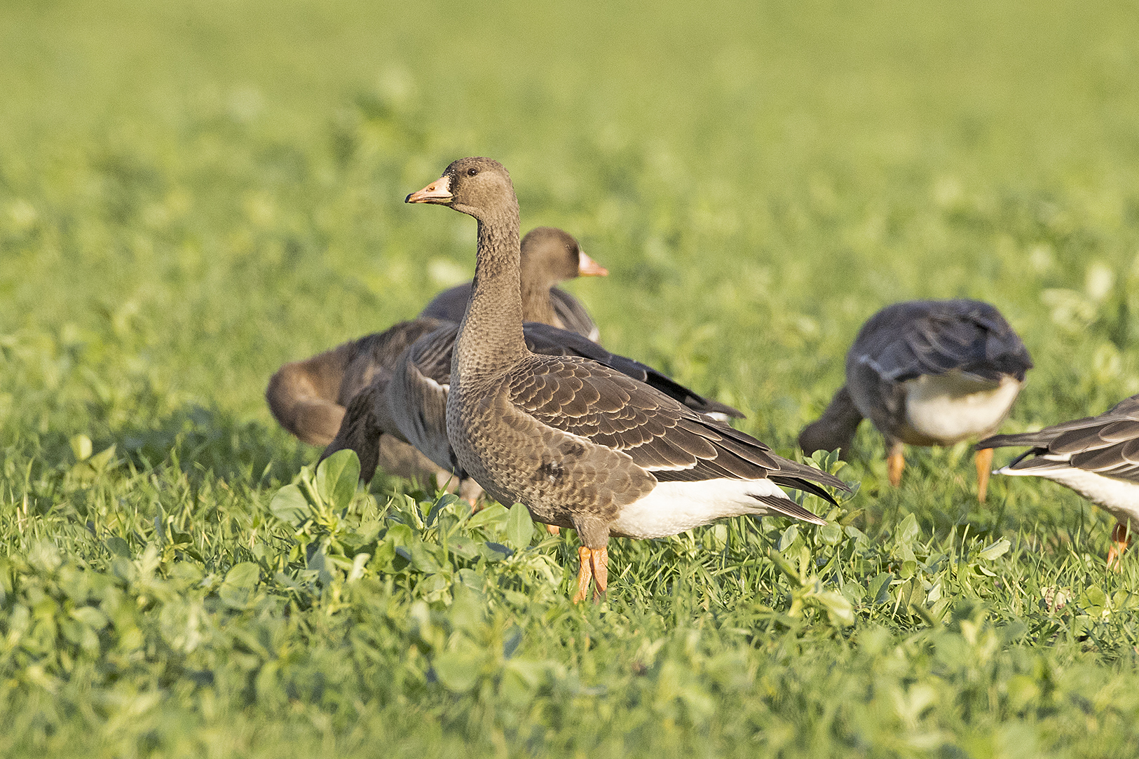 Details : Russian White-fronted Goose - BirdGuides