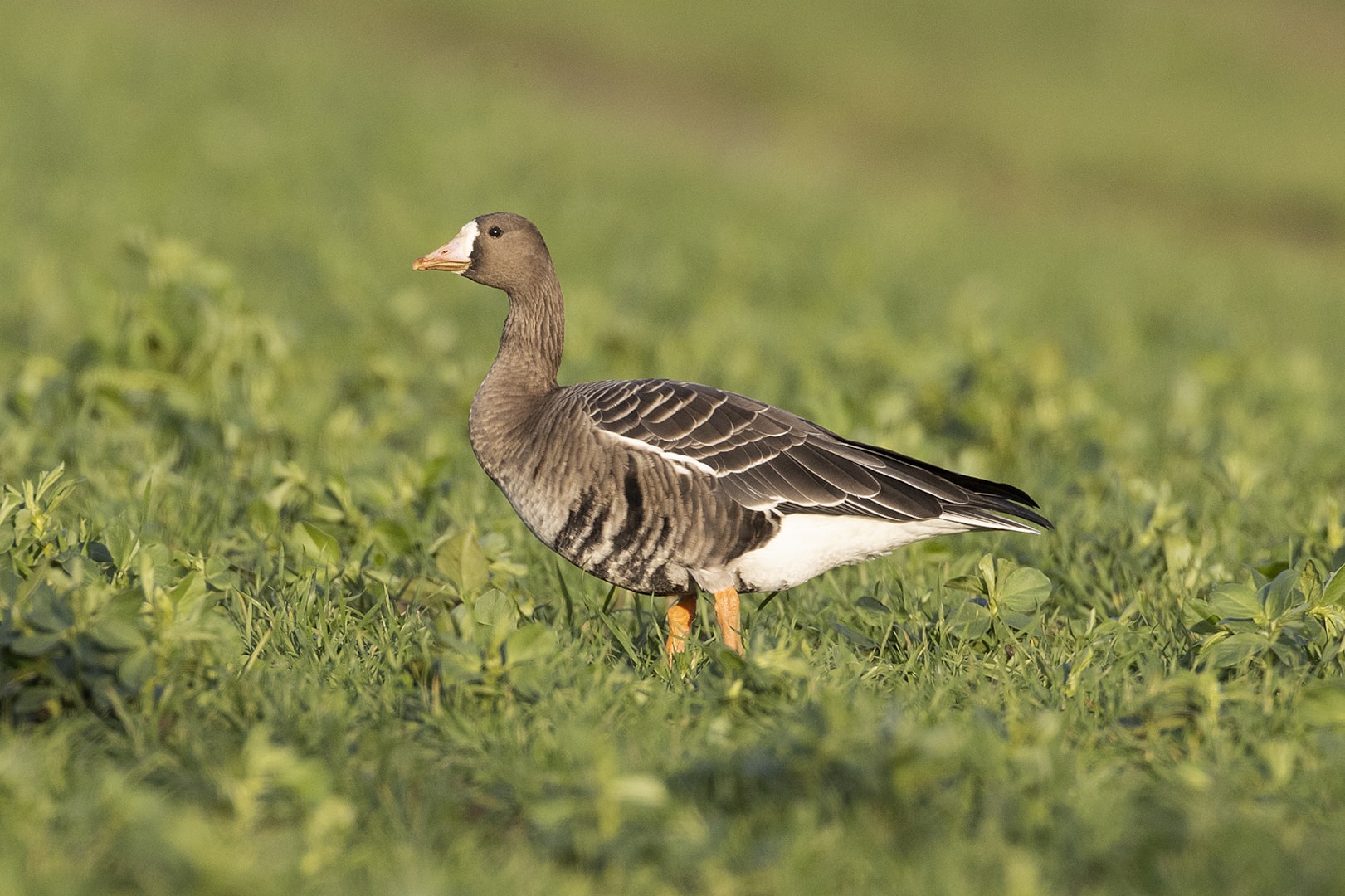 Russian White-fronted Goose by Andrew Moon - BirdGuides