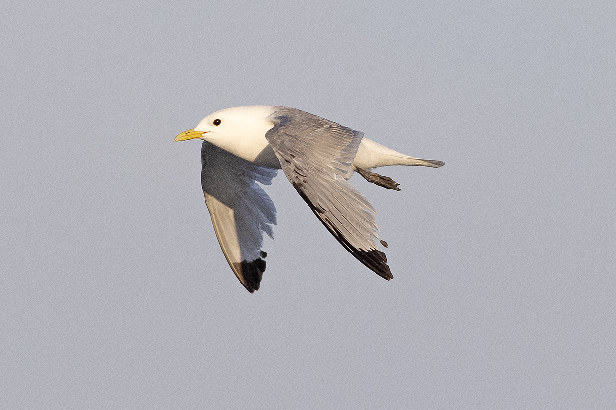 RSPB warns of wind farm bird deaths - BirdGuides