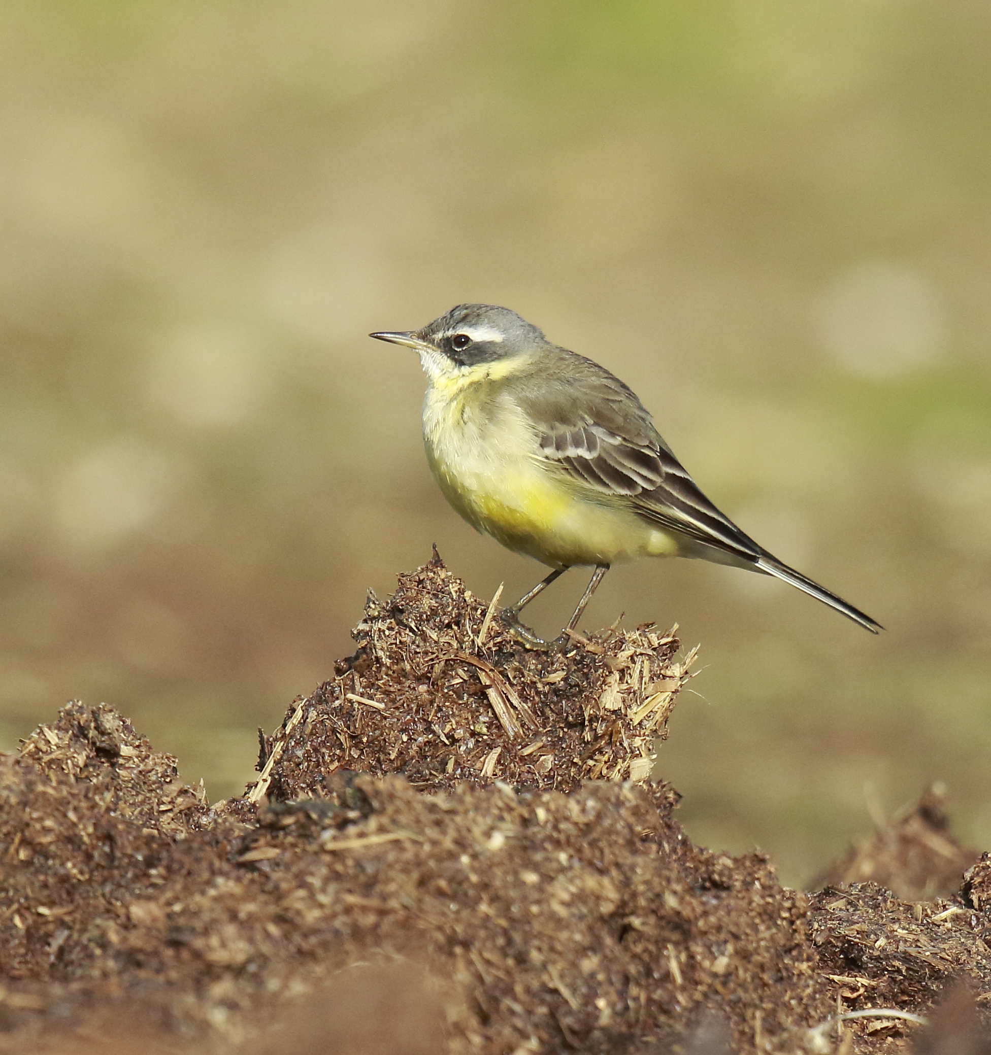 Review of the Week: 19-25 February - BirdGuides