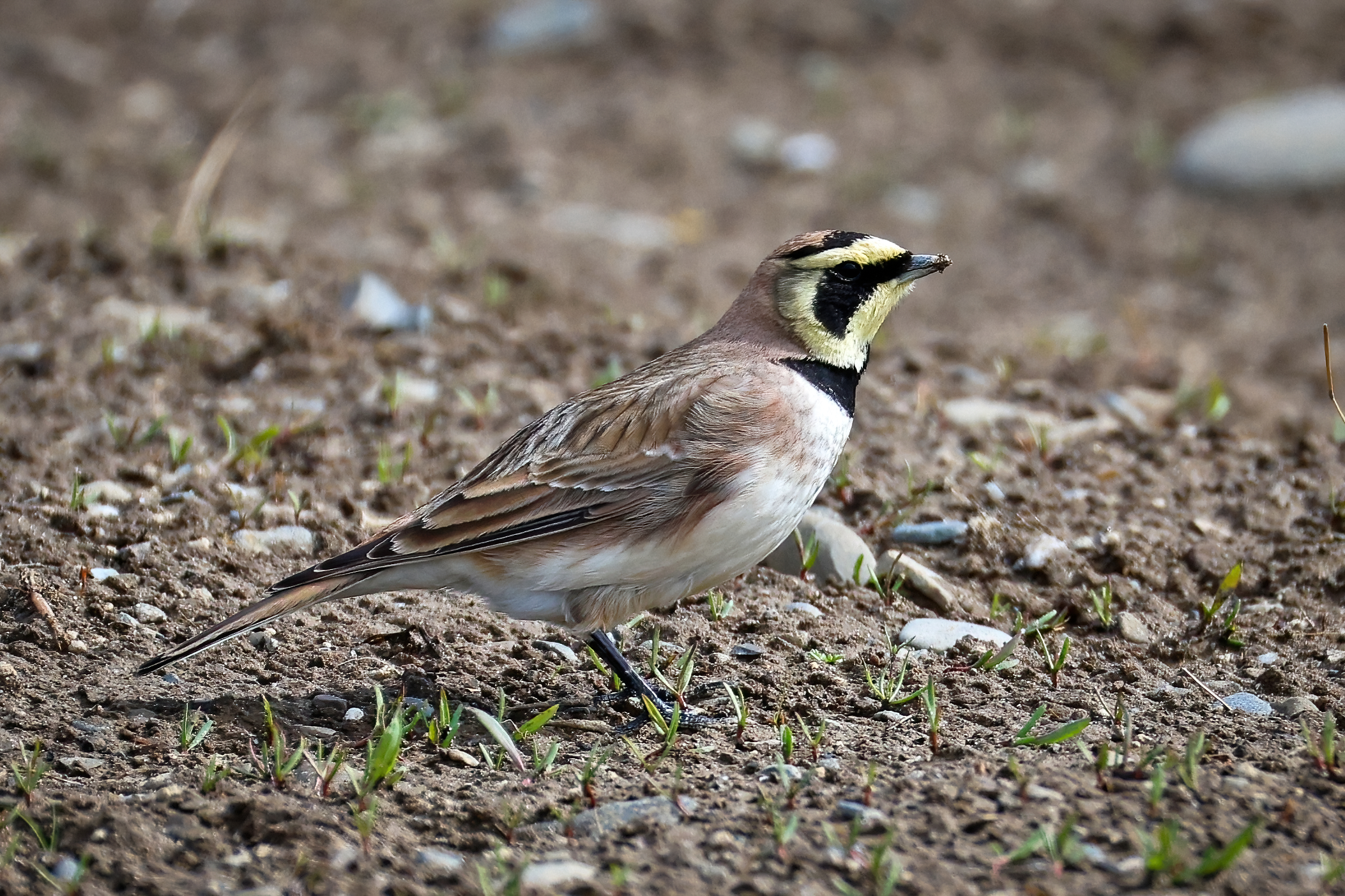 Shore Lark by John Ibbotson - BirdGuides