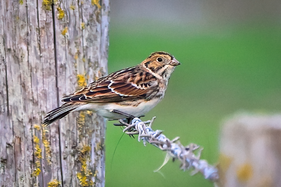 Lapland Bunting by John Ibbotson - BirdGuides