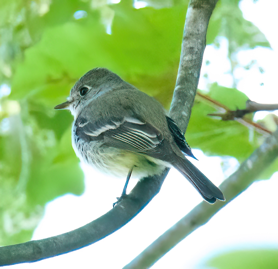 Details : American Dusky Flycatcher - BirdGuides