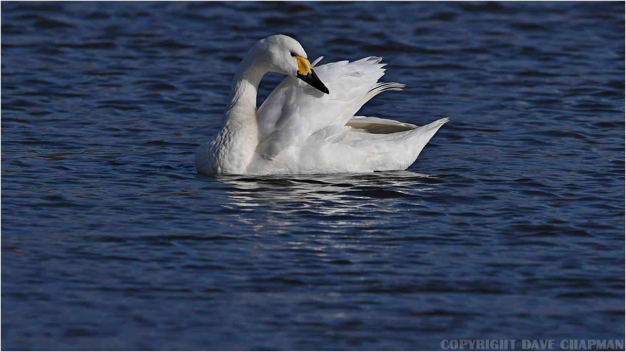 Venus Pool NR Birdwatching Site - BirdGuides