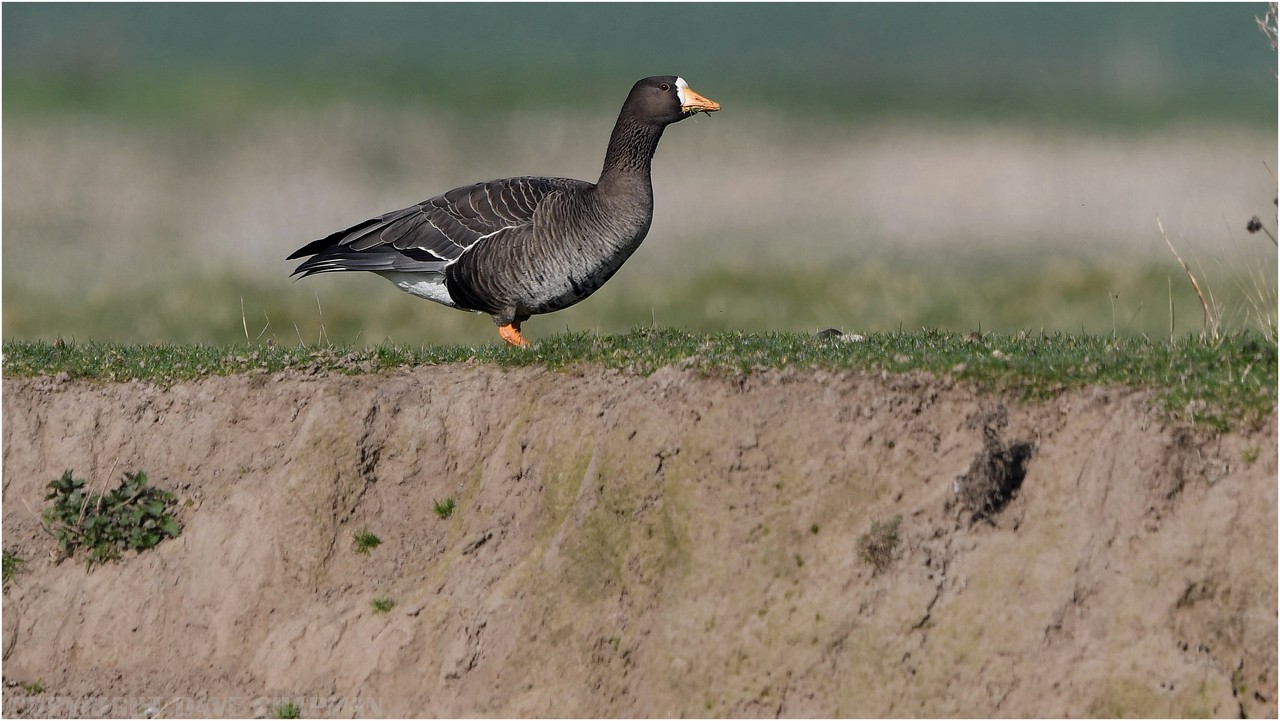 Details : Greenland White-fronted Goose - BirdGuides