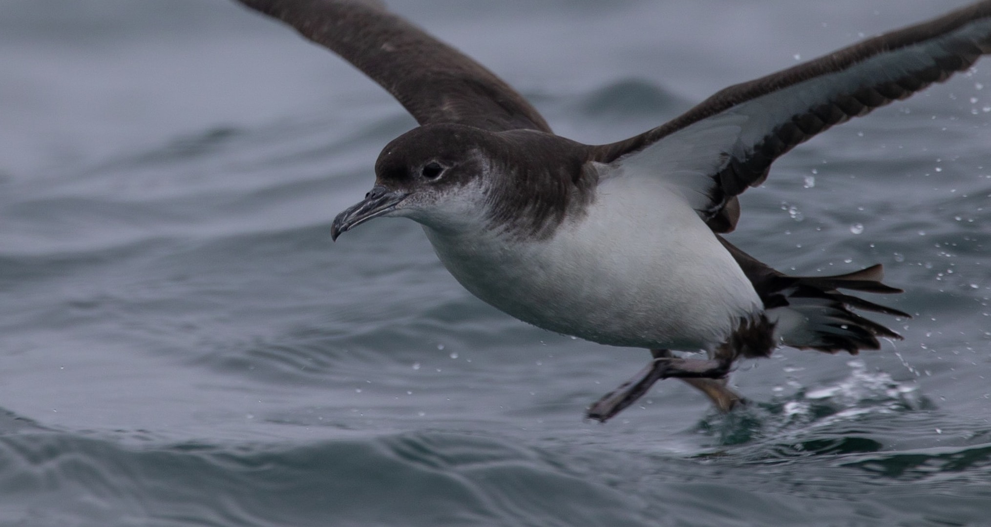 Manx Shearwater by Jonathan Rosborough - BirdGuides