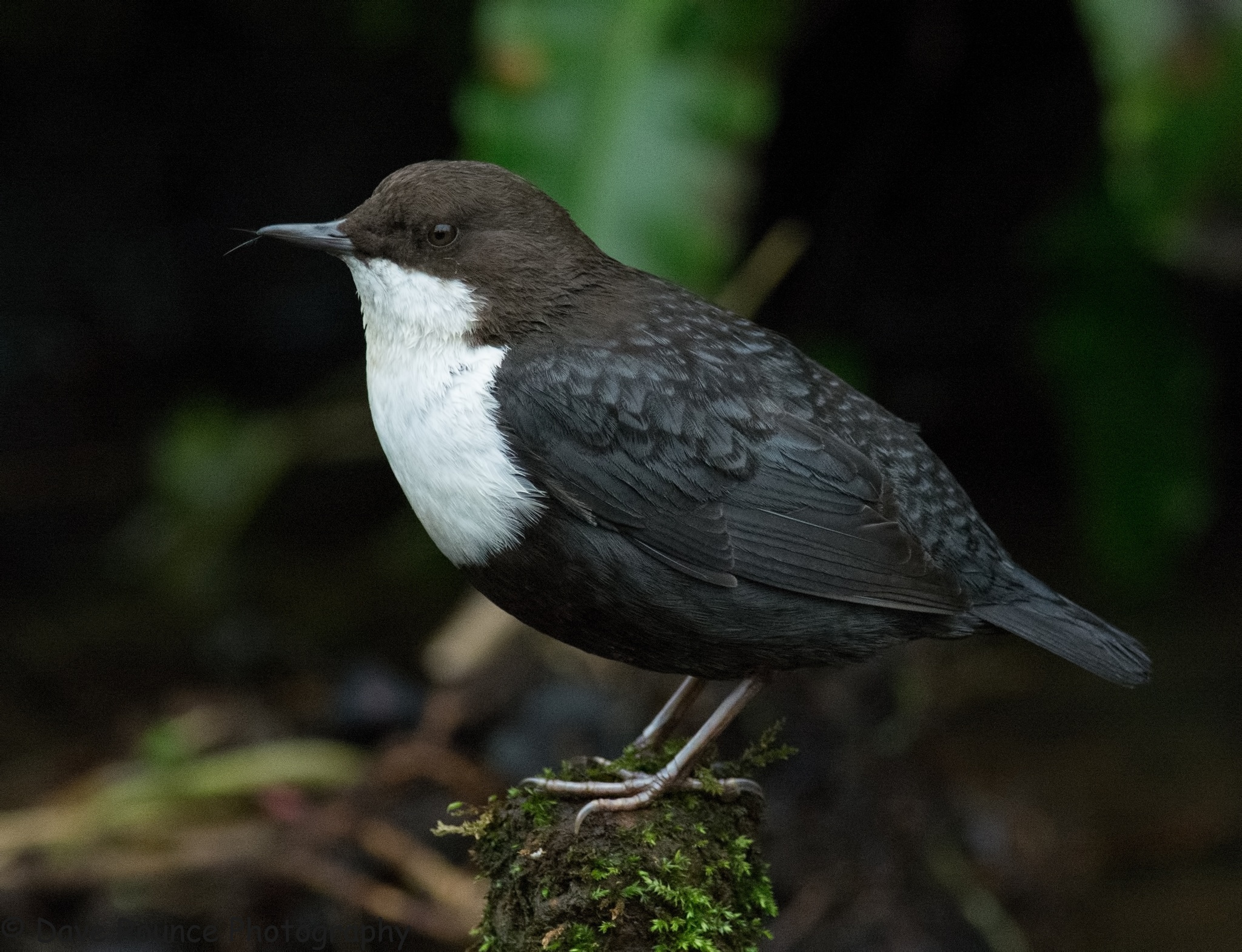 Black-bellied Dipper by David Rounce - BirdGuides