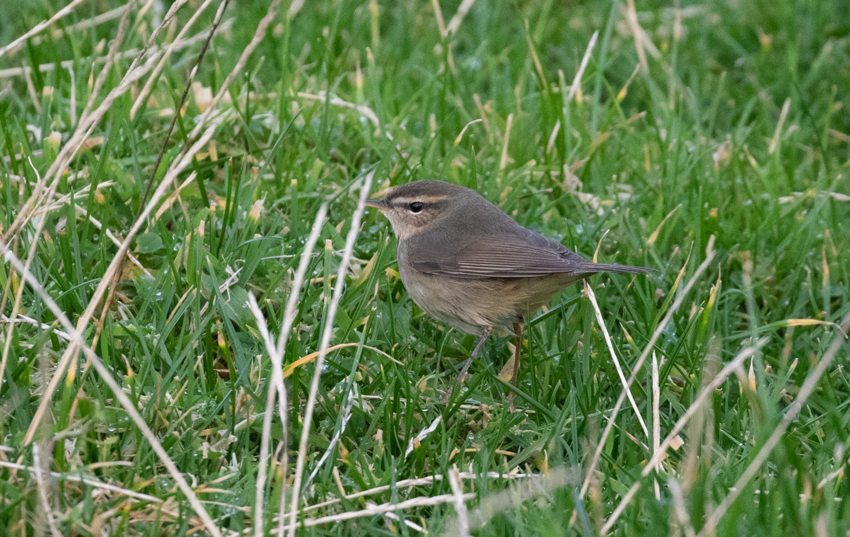 Dusky Warbler by Daniel Gornall - BirdGuides