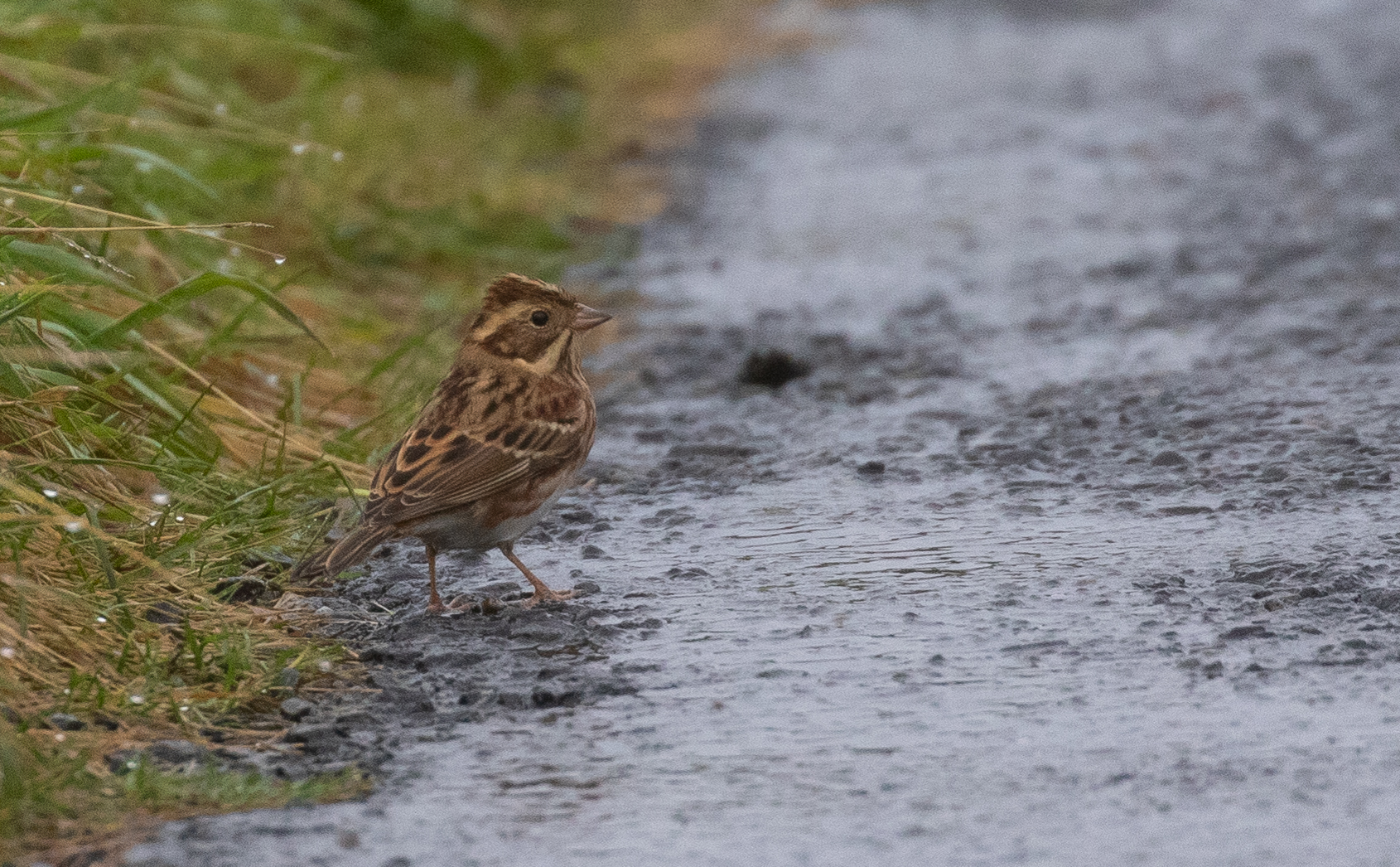 Details : Rustic Bunting - BirdGuides