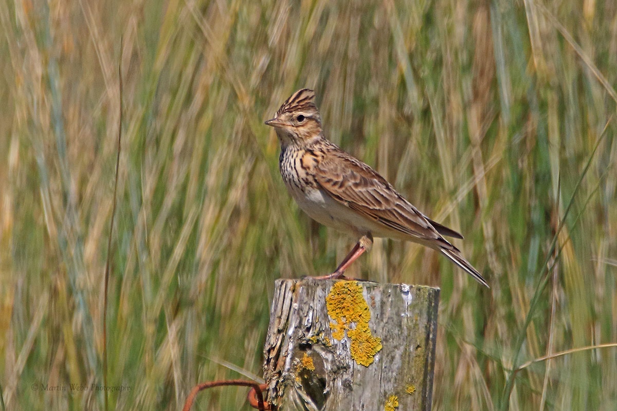 Eurasian Skylark by Martin Webb - BirdGuides