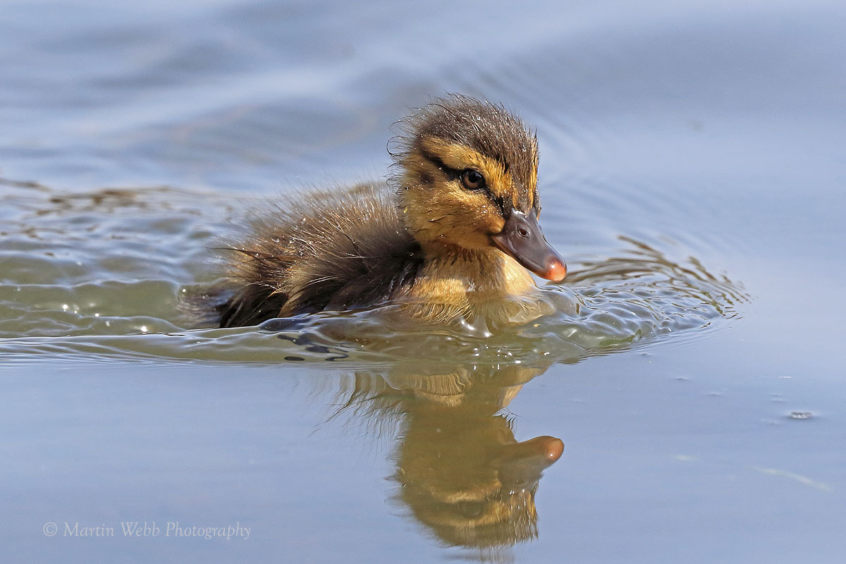 Mallard by Martin Webb - BirdGuides