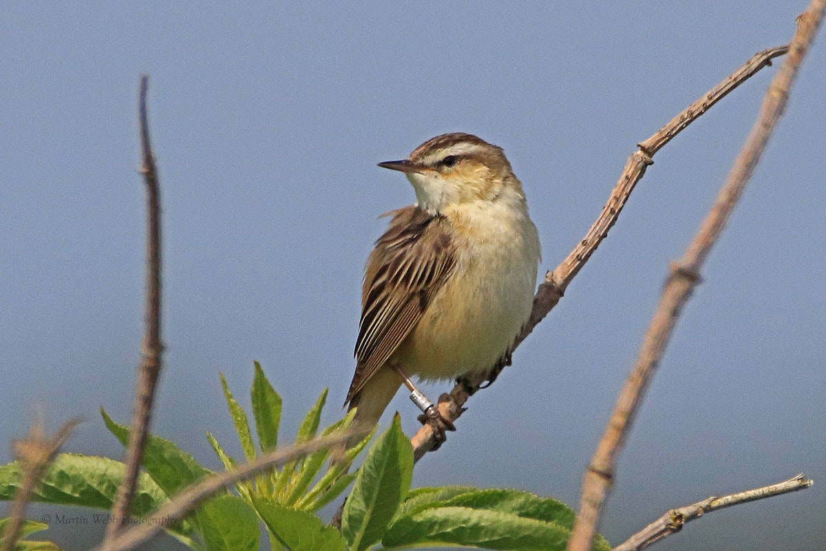 Sedge Warbler by Martin Webb - BirdGuides