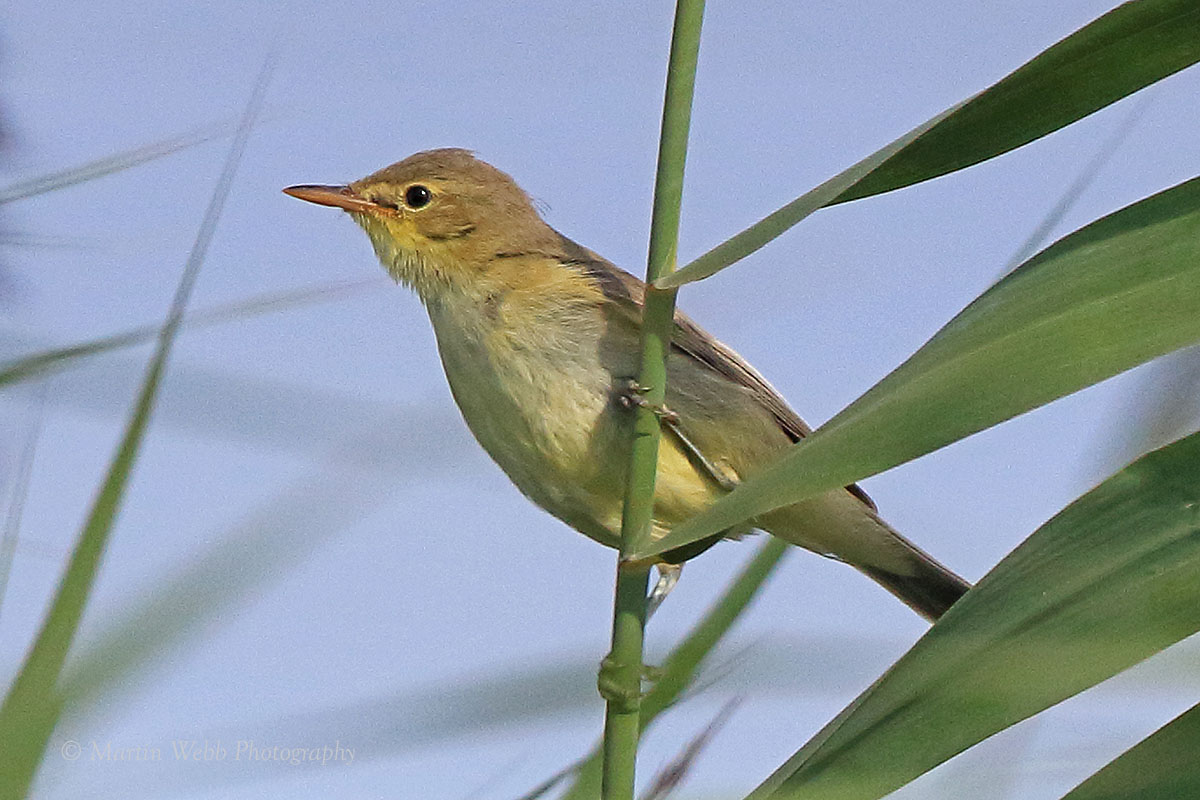 Details : Melodious Warbler - BirdGuides