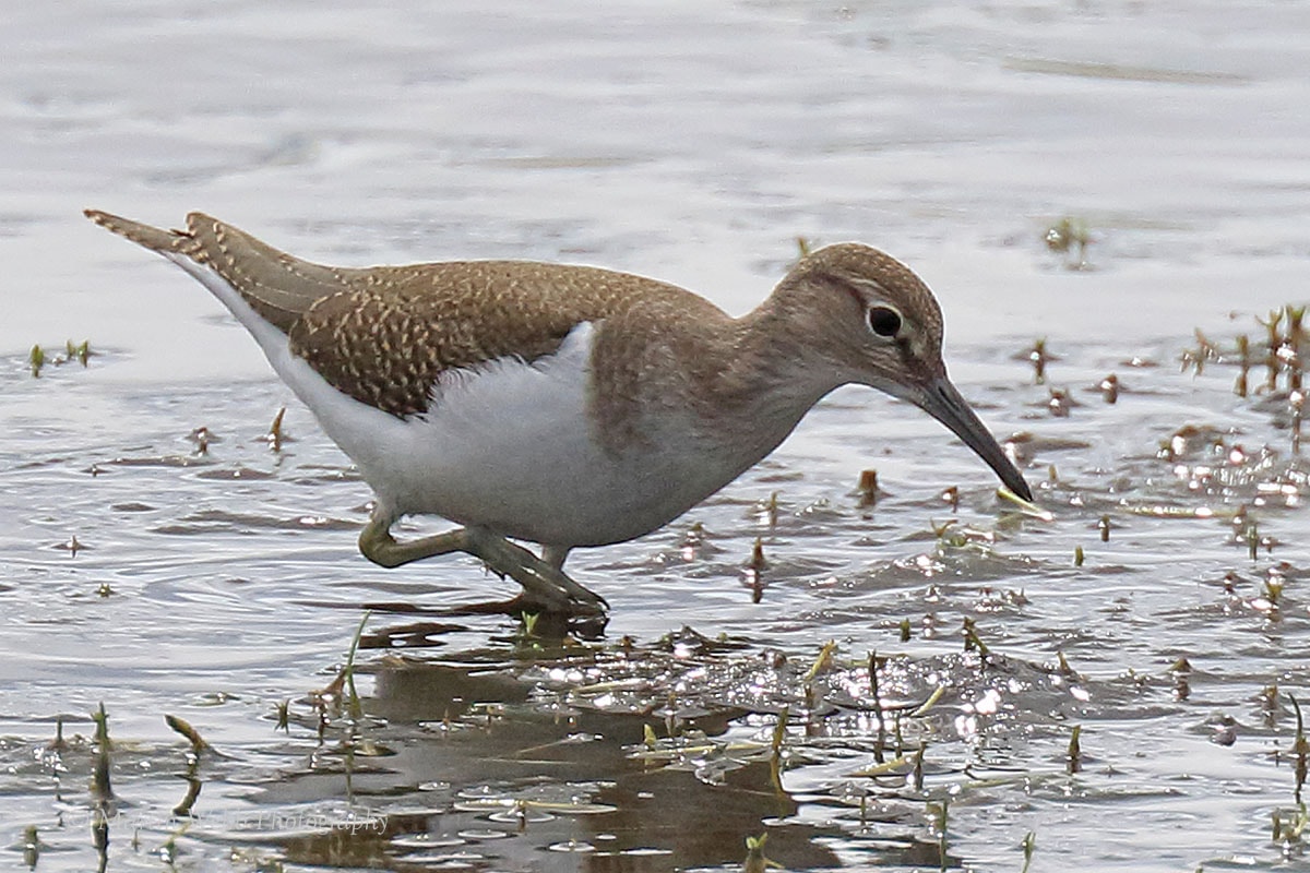 Common Sandpiper by Martin Webb - BirdGuides