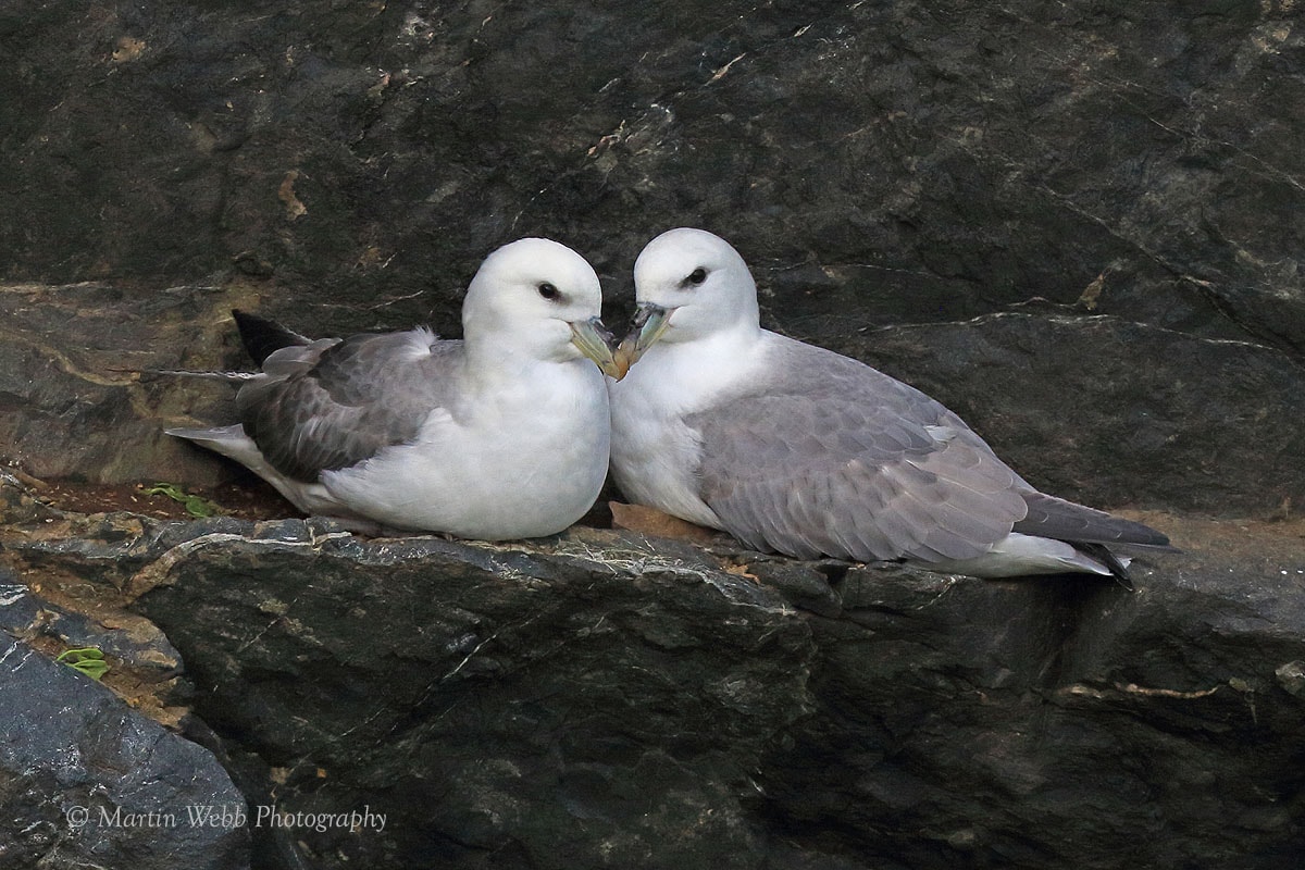 Northern Fulmar by Martin Webb - BirdGuides