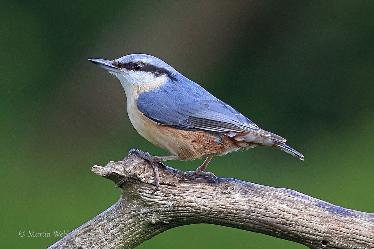 Eurasian Nuthatch by Martin Webb - BirdGuides