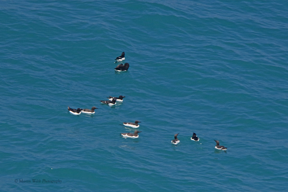 Razorbill by Martin Webb - BirdGuides