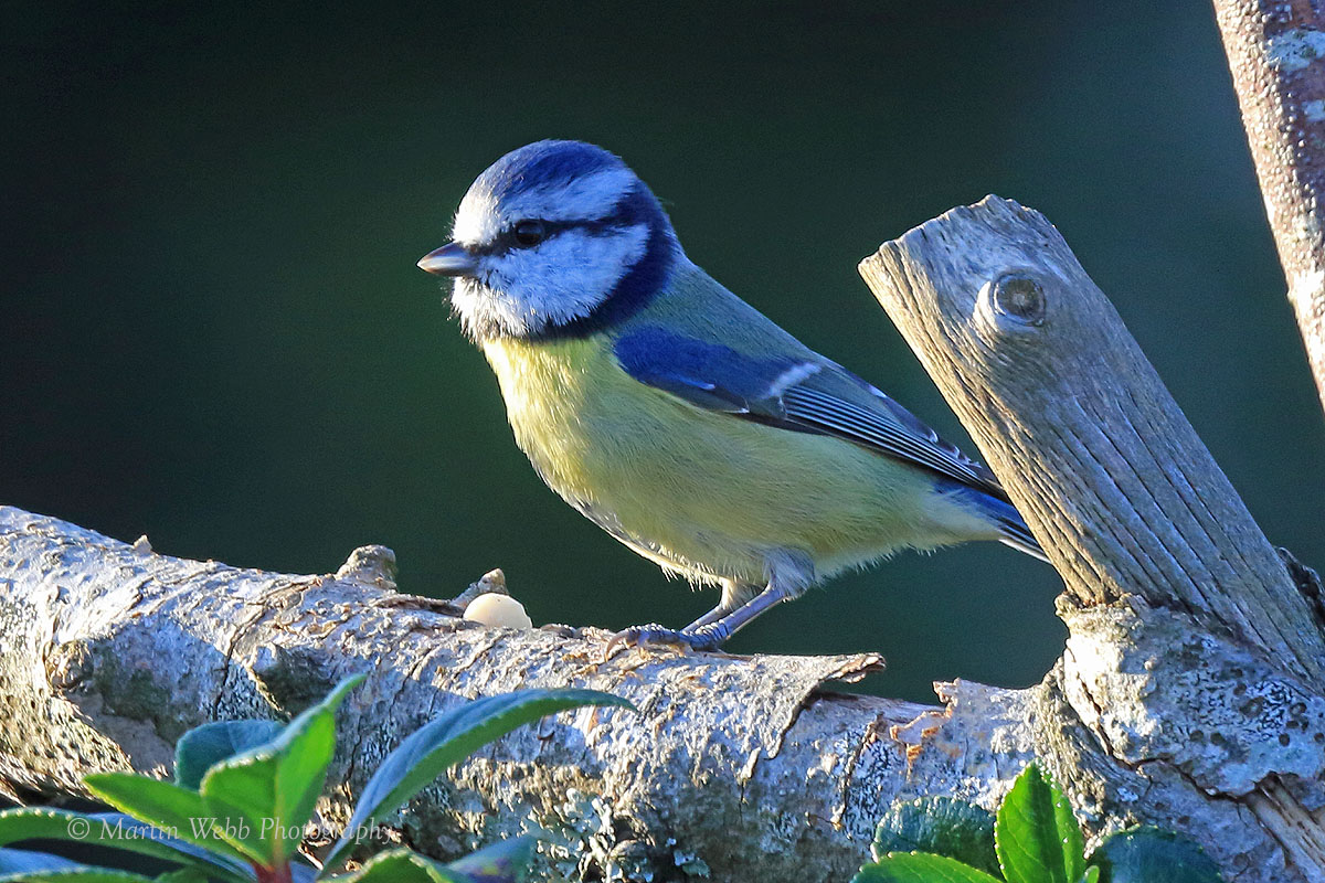 Birdwatching Sites in Cornwall - BirdGuides