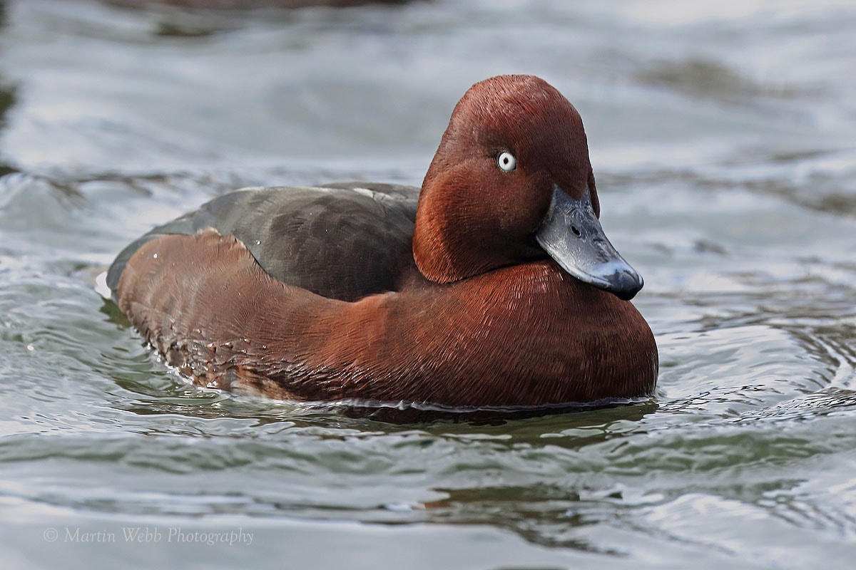 Ferruginous Duck by Martin Webb - BirdGuides