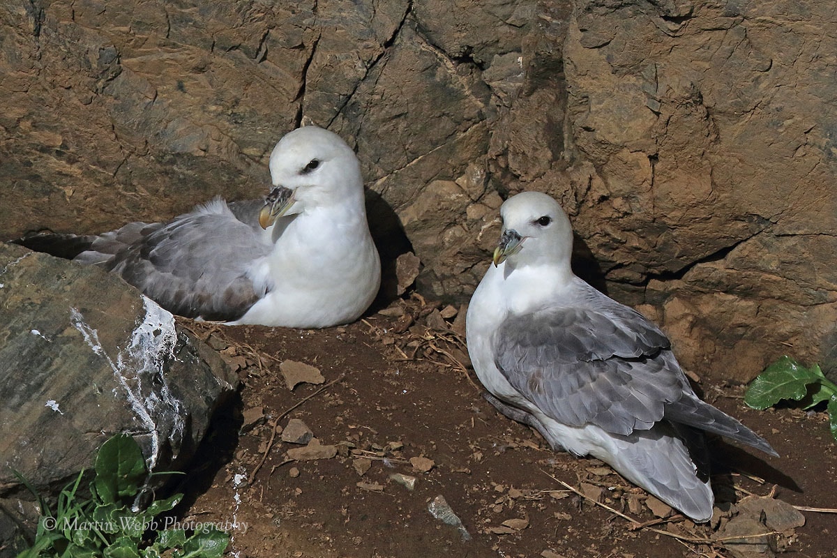 Northern Fulmar by Martin Webb - BirdGuides