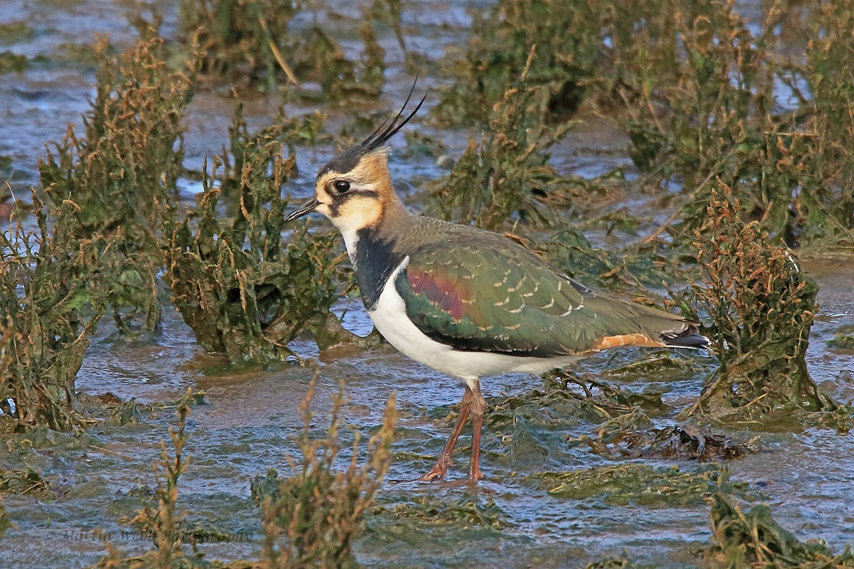 Northern Lapwing by Martin Webb - BirdGuides