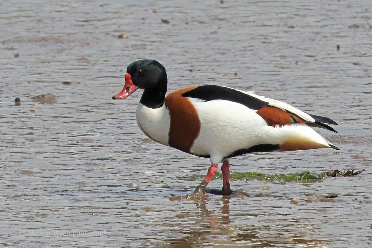 Common Shelduck by Martin Webb - BirdGuides