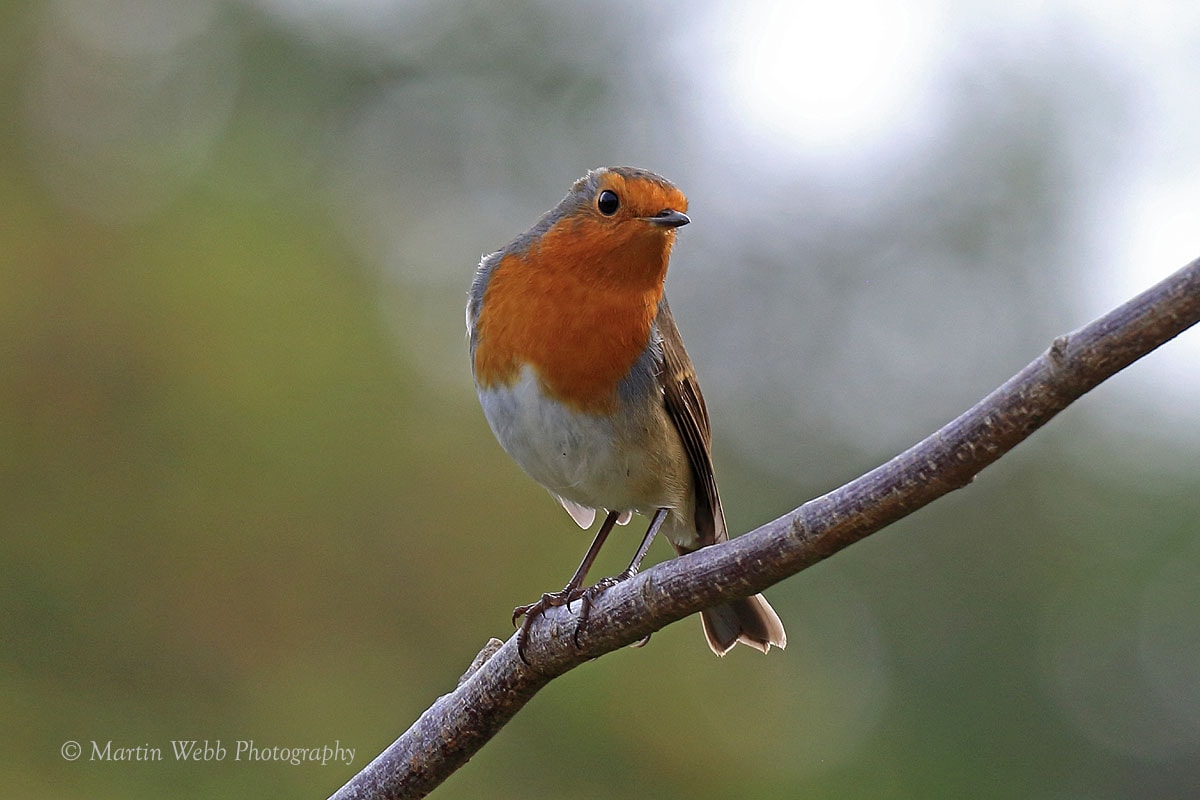 European Robin by Martin Webb - BirdGuides