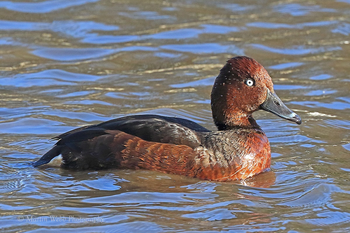 Ferruginous Duck by Martin Webb - BirdGuides
