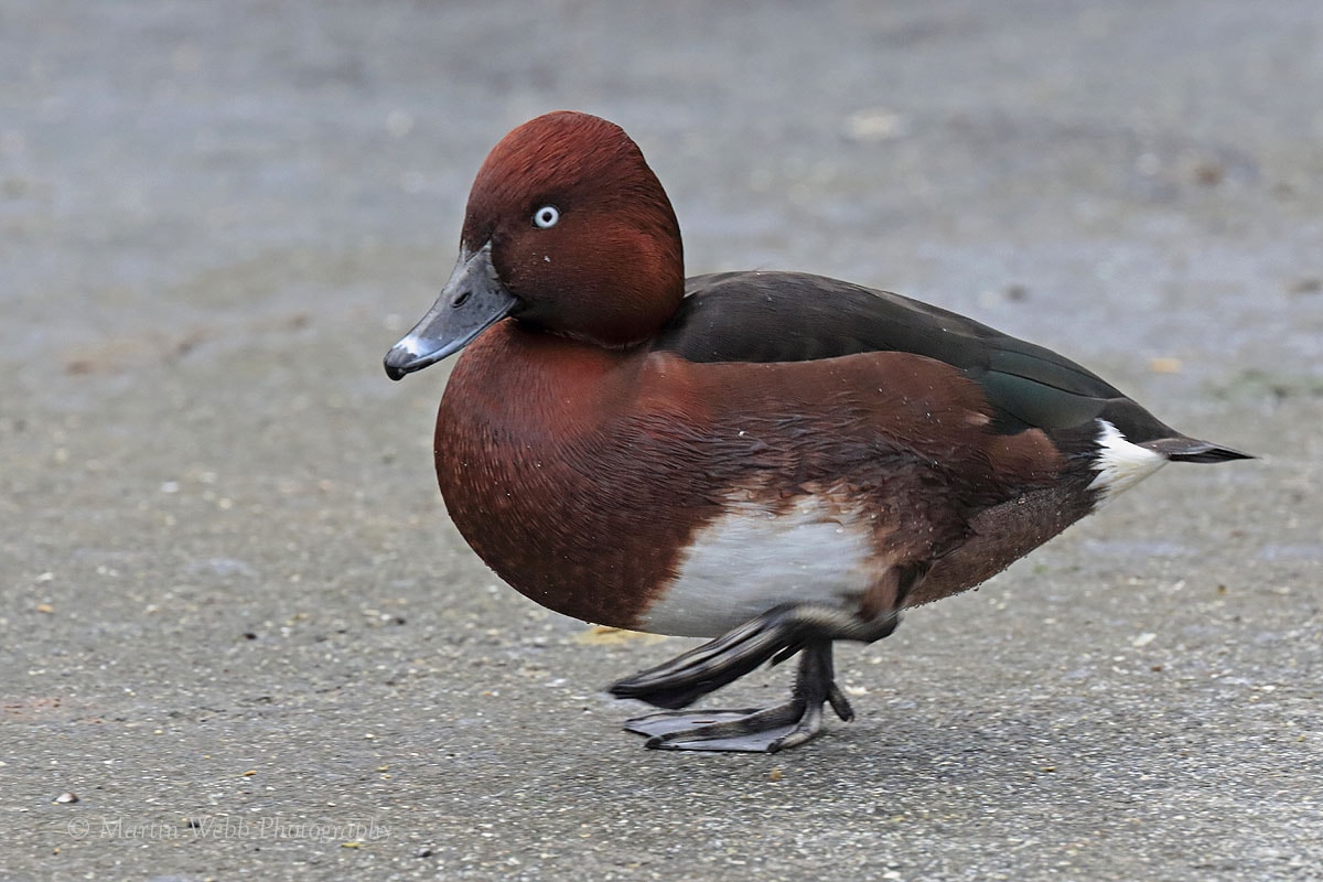 Ferruginous Duck by Martin Webb - BirdGuides
