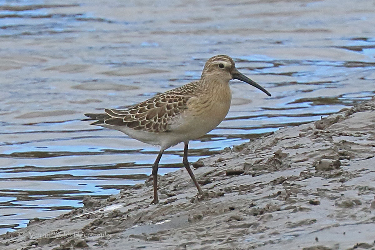 Curlew Sandpiper by Martin Webb - BirdGuides