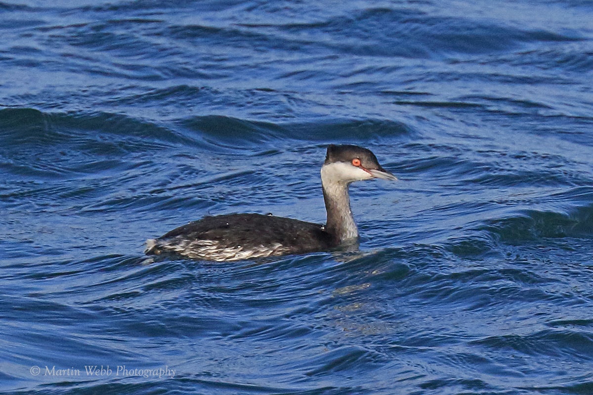 Slavonian Grebe by Martin Webb - BirdGuides