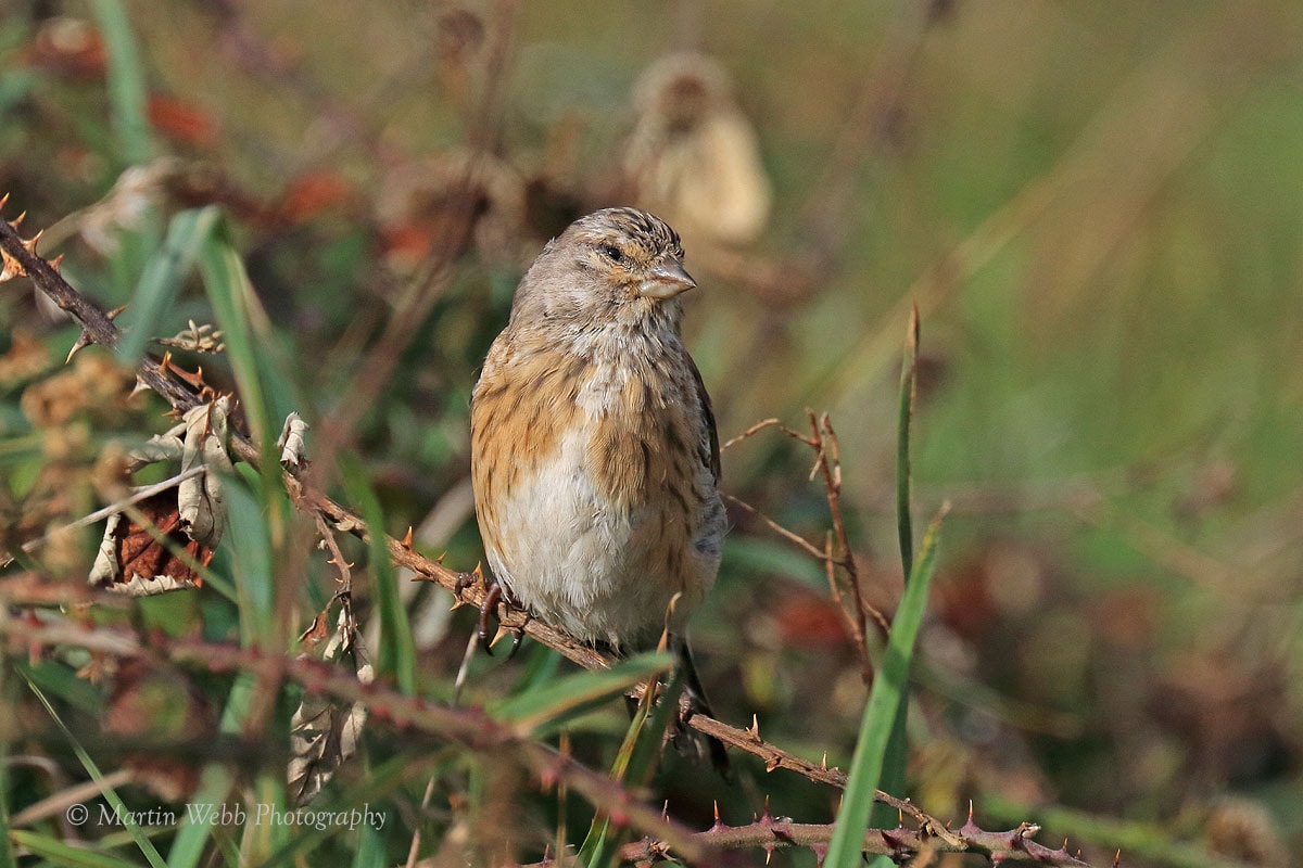 Common Linnet by Martin Webb - BirdGuides