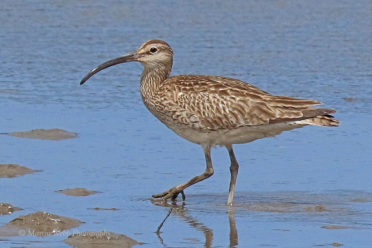 Whimbrel by Martin Webb - BirdGuides
