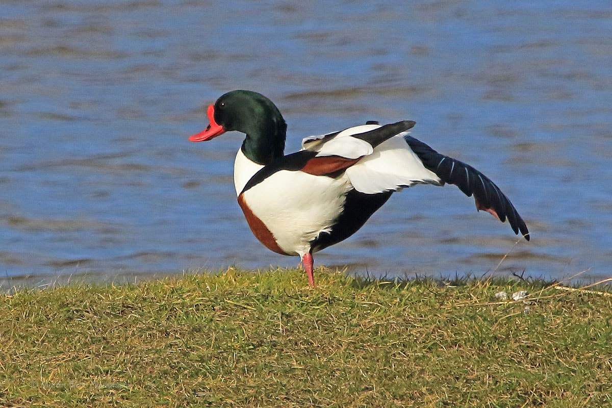 Common Shelduck by Martin Webb - BirdGuides