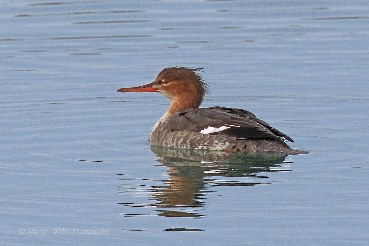 Red-breasted Merganser by Martin Webb - BirdGuides