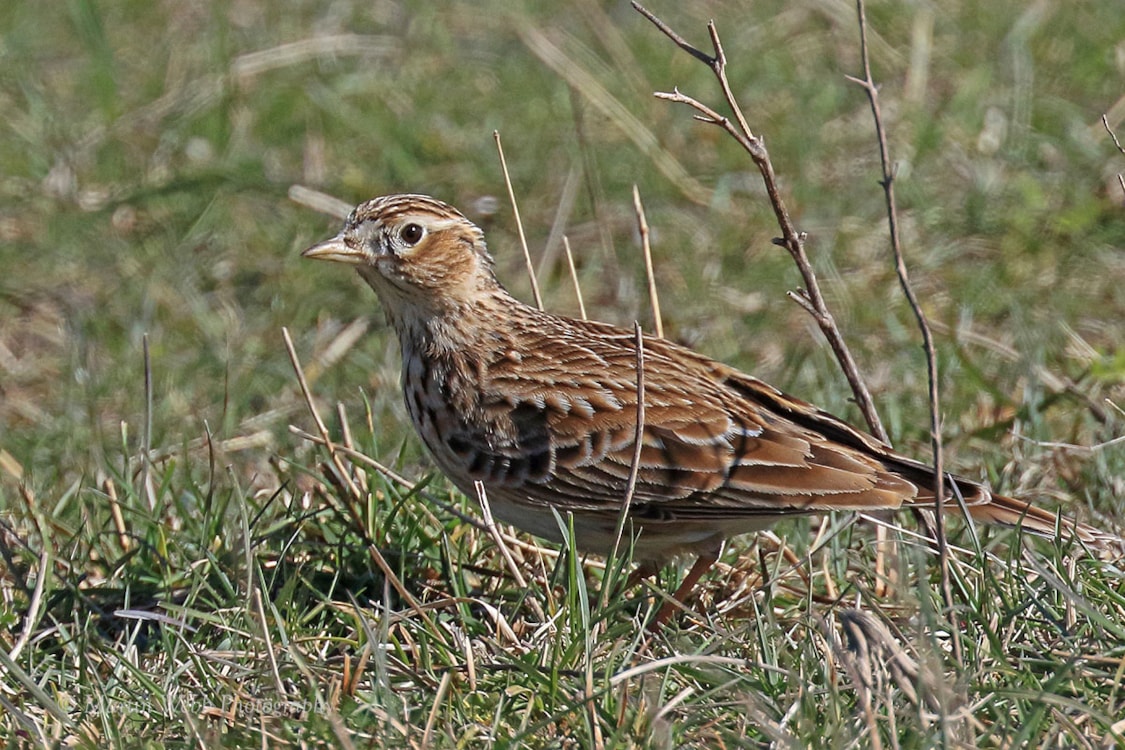 Eurasian Skylark by Martin Webb - BirdGuides
