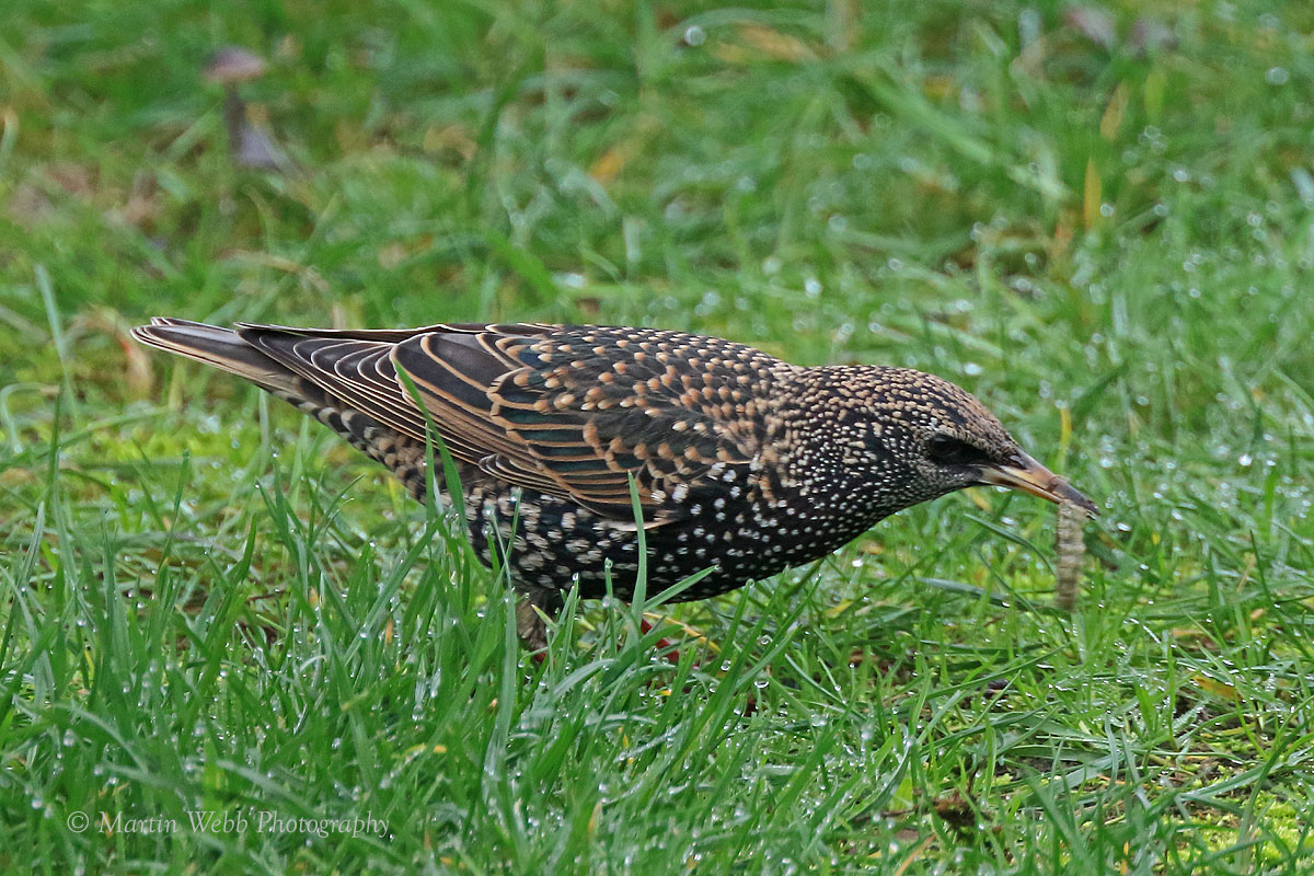 Common Starling by Martin Webb - BirdGuides