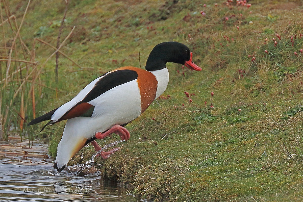 Common Shelduck by Martin Webb - BirdGuides