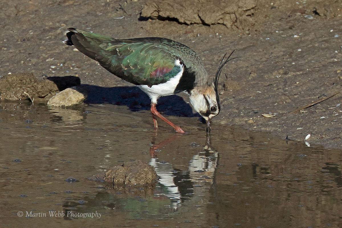 Camel Estuary Birdwatching Site - BirdGuides