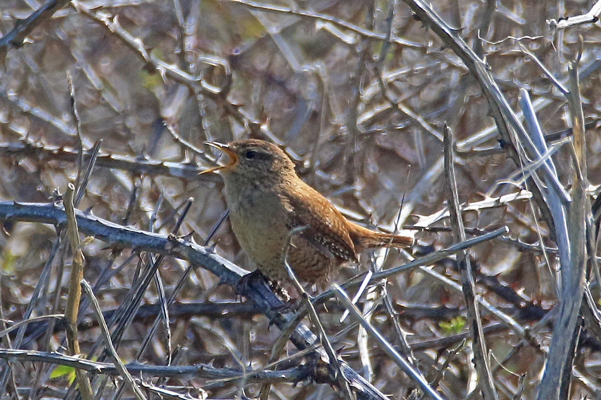 Details : Eurasian Wren - BirdGuides