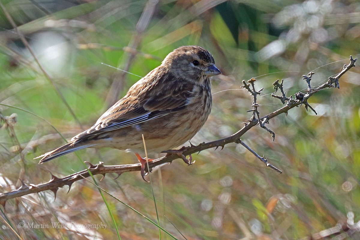 Common Linnet by Martin Webb - BirdGuides