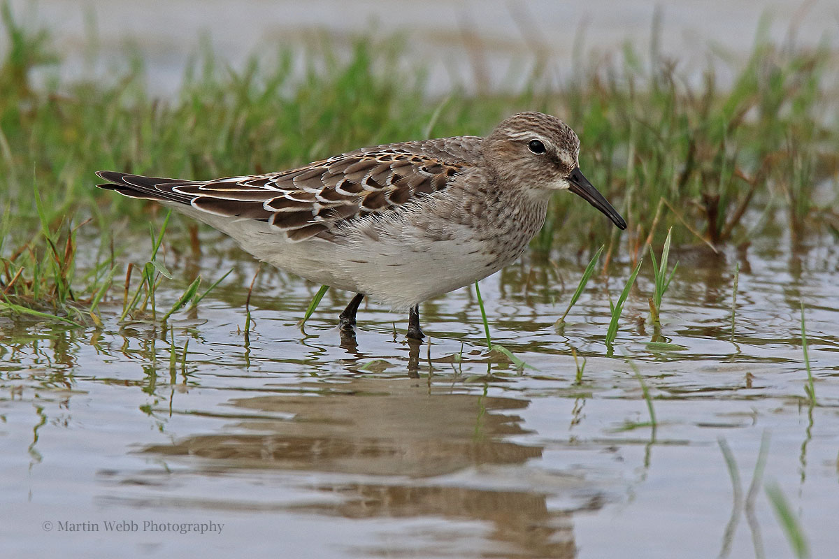 Details : White-rumped Sandpiper - BirdGuides