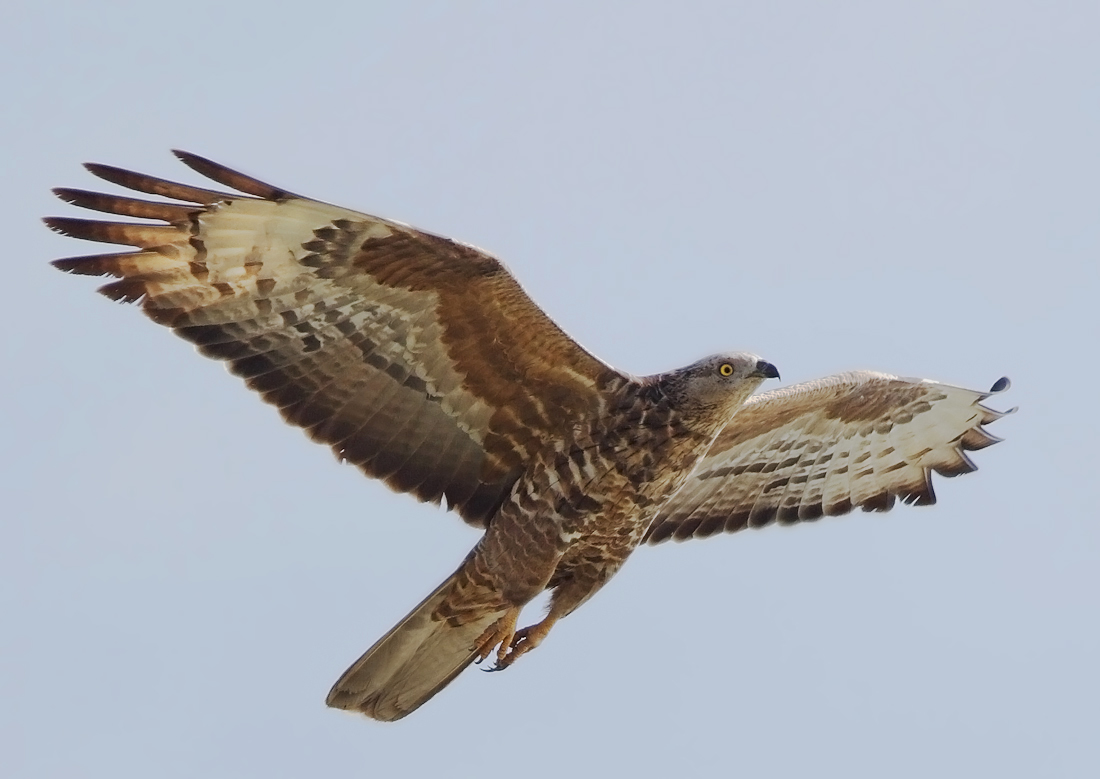Details : European Honey Buzzard - BirdGuides