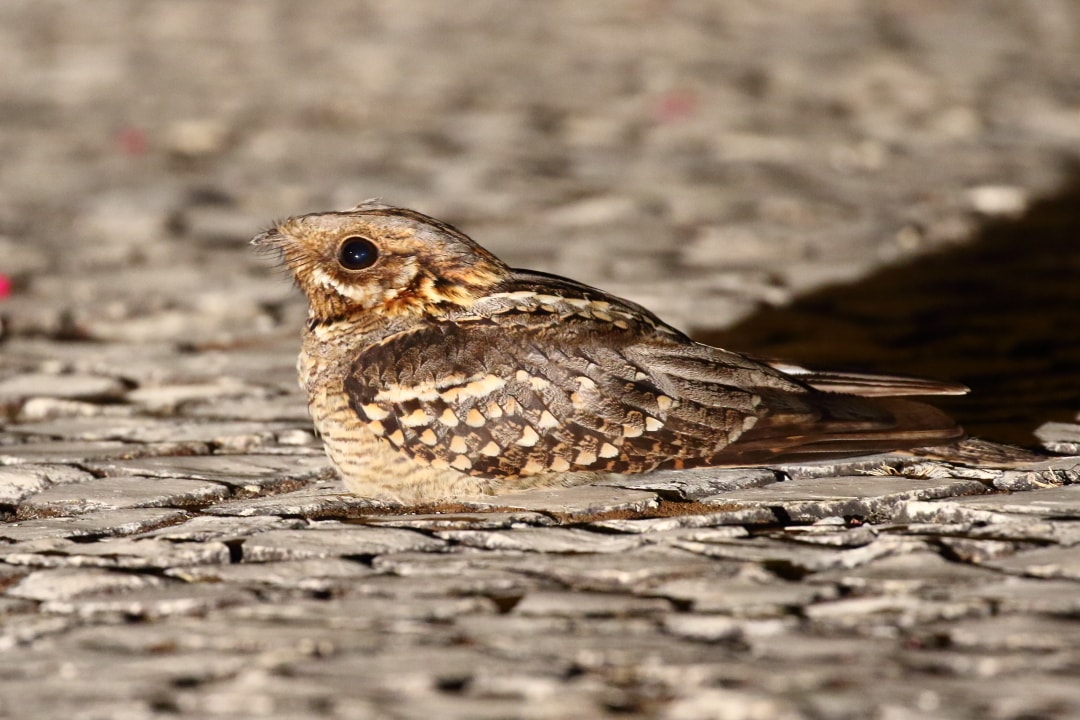 Red-necked Nightjar by Mike Robinson - BirdGuides