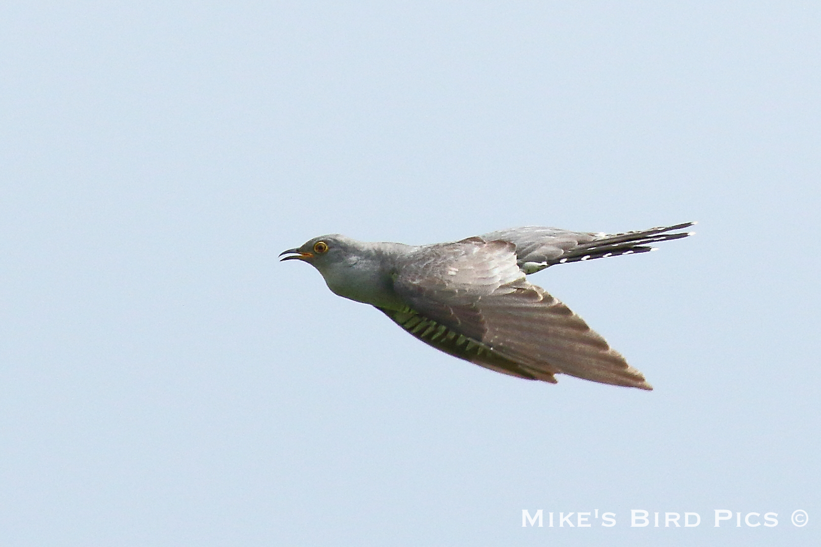 Details : Common Cuckoo - BirdGuides