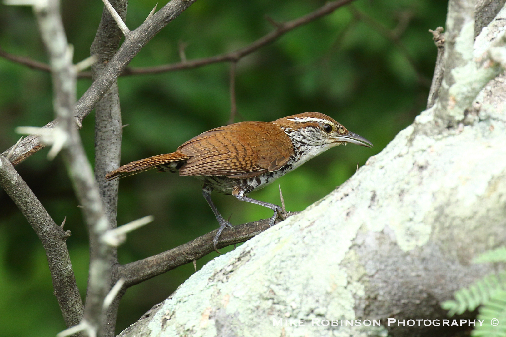 Details : Banded Wren - BirdGuides