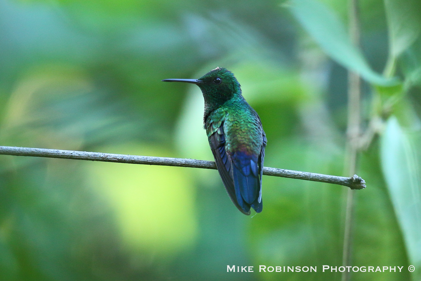 Details : Steely-vented Hummingbird - BirdGuides