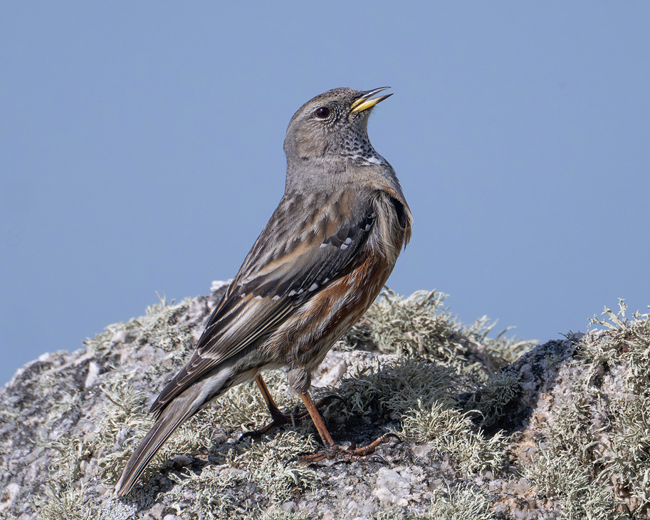 Alpine Accentor by Ian Curran - BirdGuides