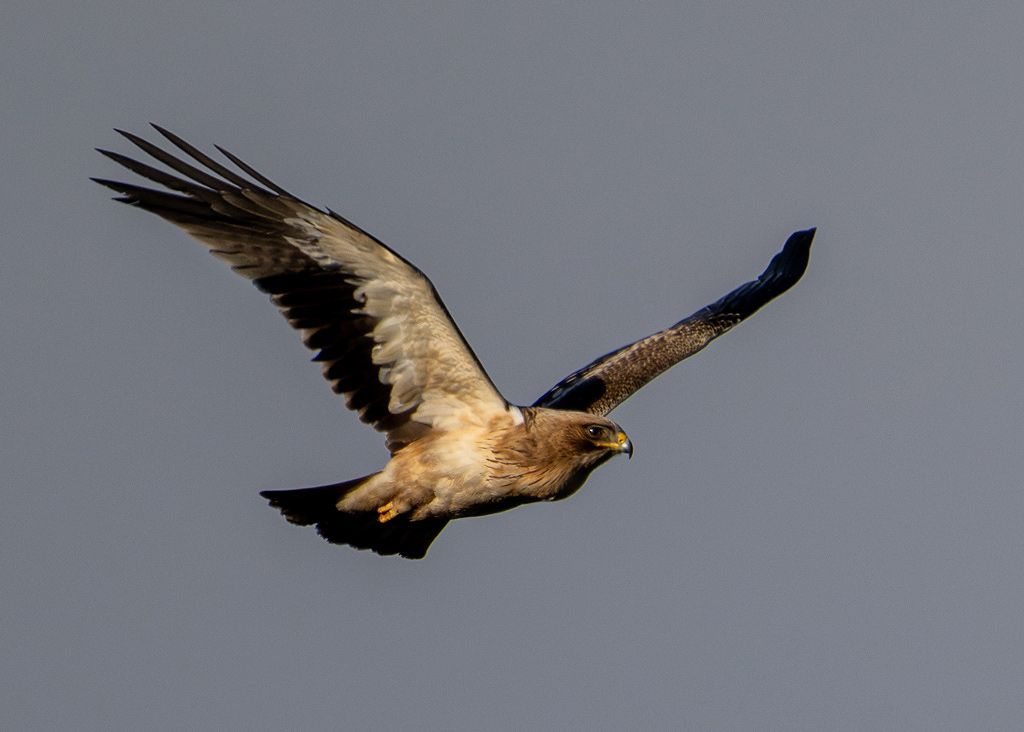 Booted Eagle by Ian Curran - BirdGuides
