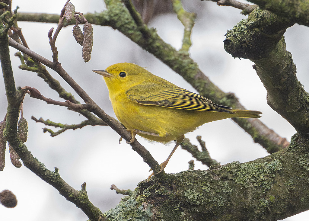 American Yellow Warbler by Ian Curran - BirdGuides